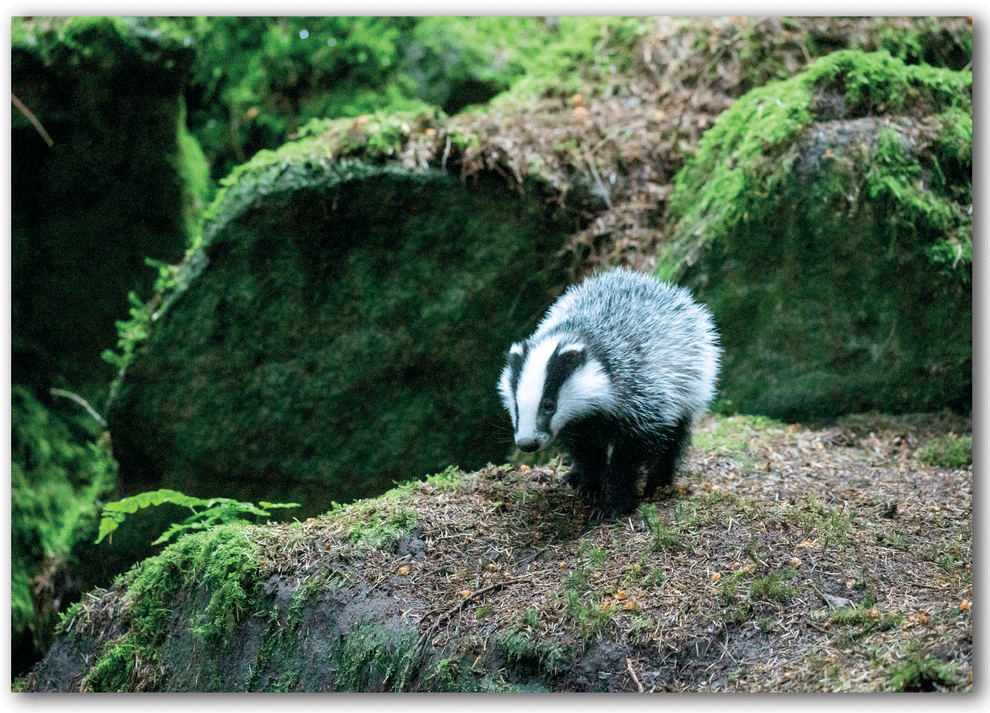 NC431 Badger - Ben Porter – Nico Cards